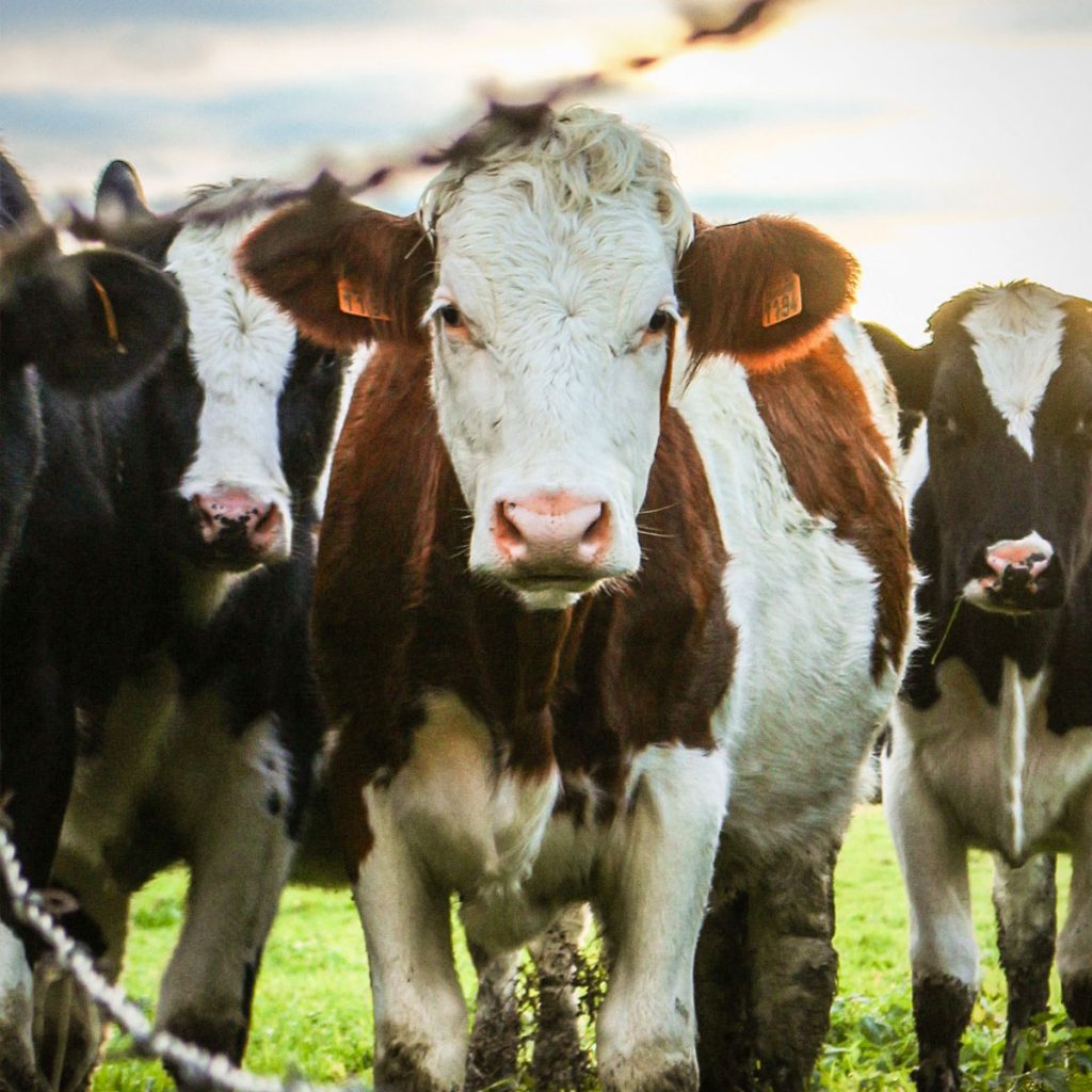 Mercy for Animals - Protecting Farmed Animals - Truly Heroic