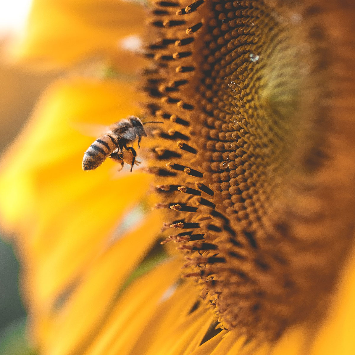 Save the Bees - Truly Heroic
